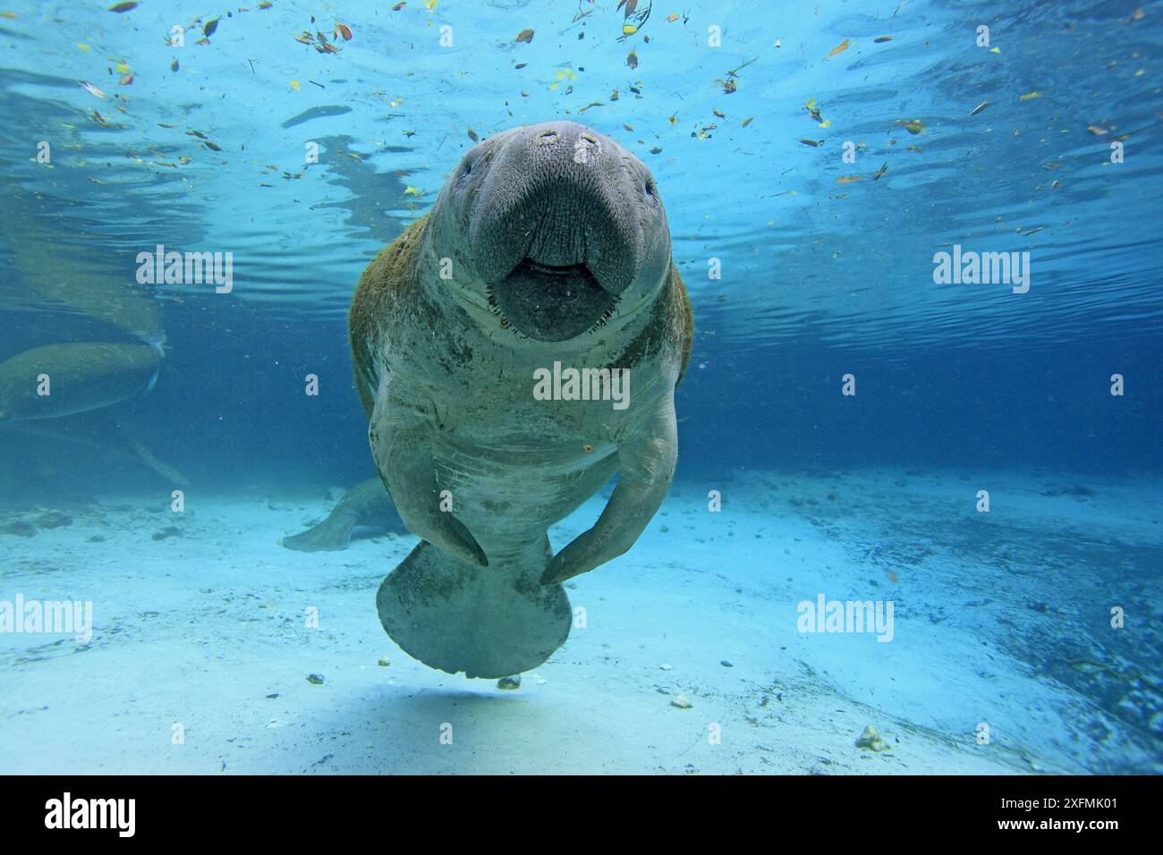 Florida manatee (Trichechus manatus latirostrus), Three Sisters Springs ...