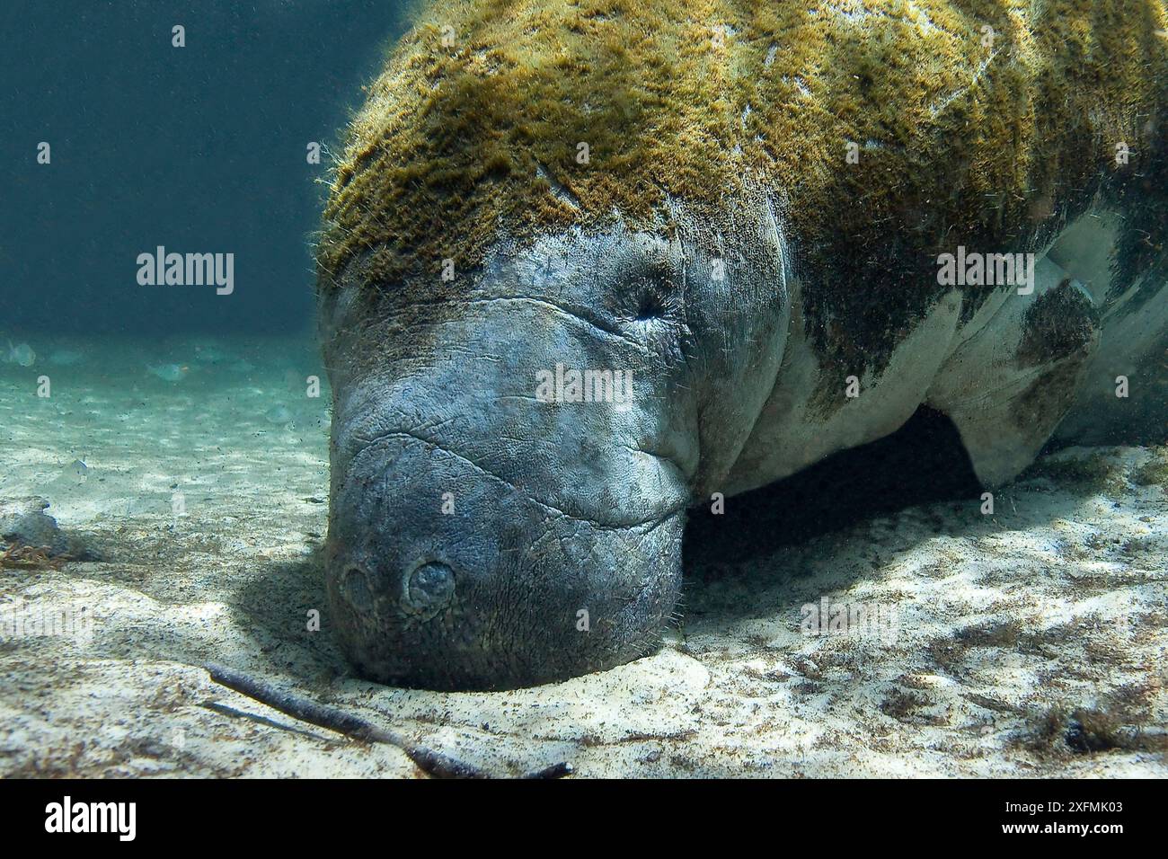 Florida manatee (Trichechus manatus latirostrus), Three Sisters Springs ...