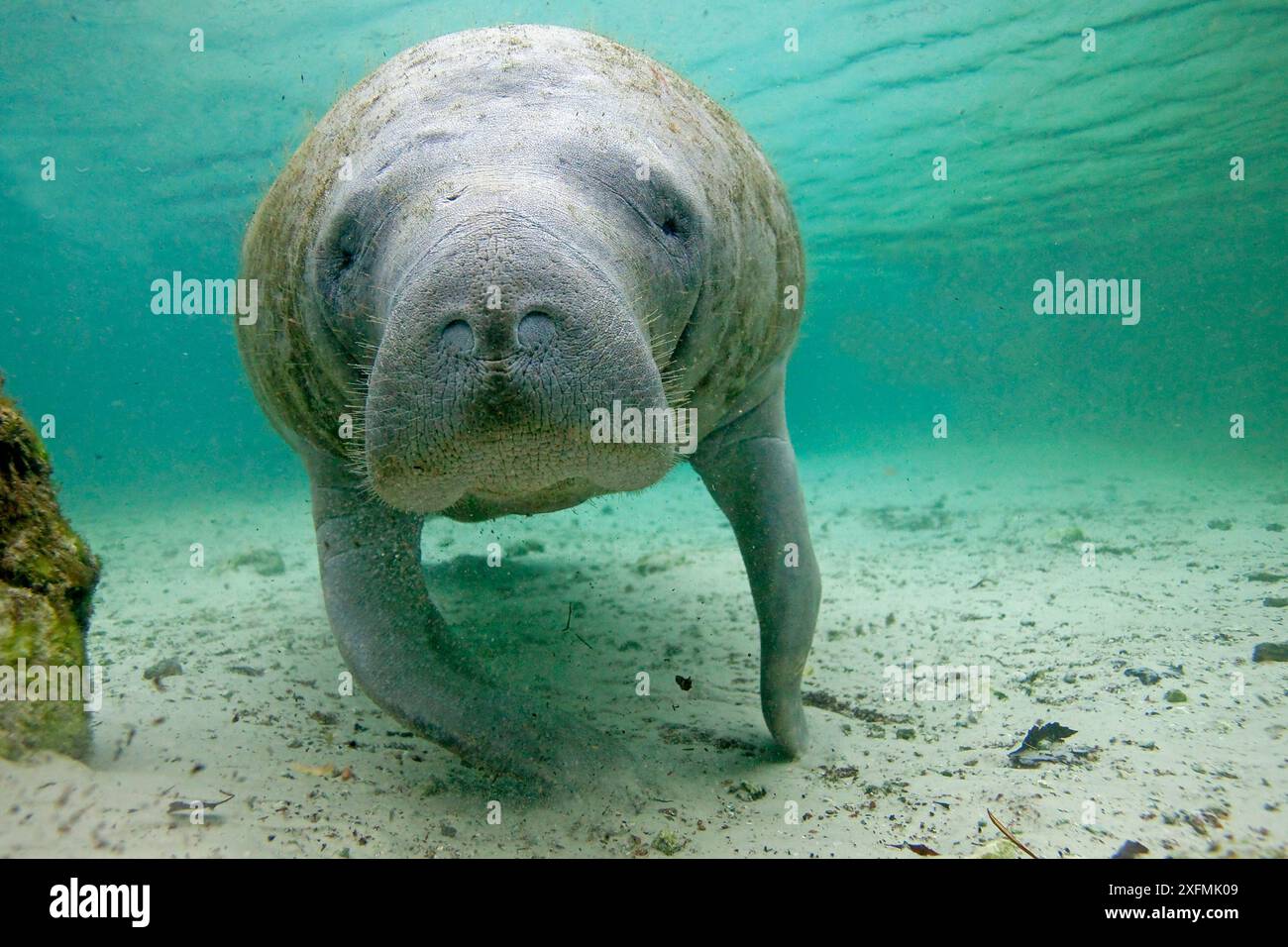 Florida manatee (Trichechus manatus latirostrus), Three Sisters Springs ...