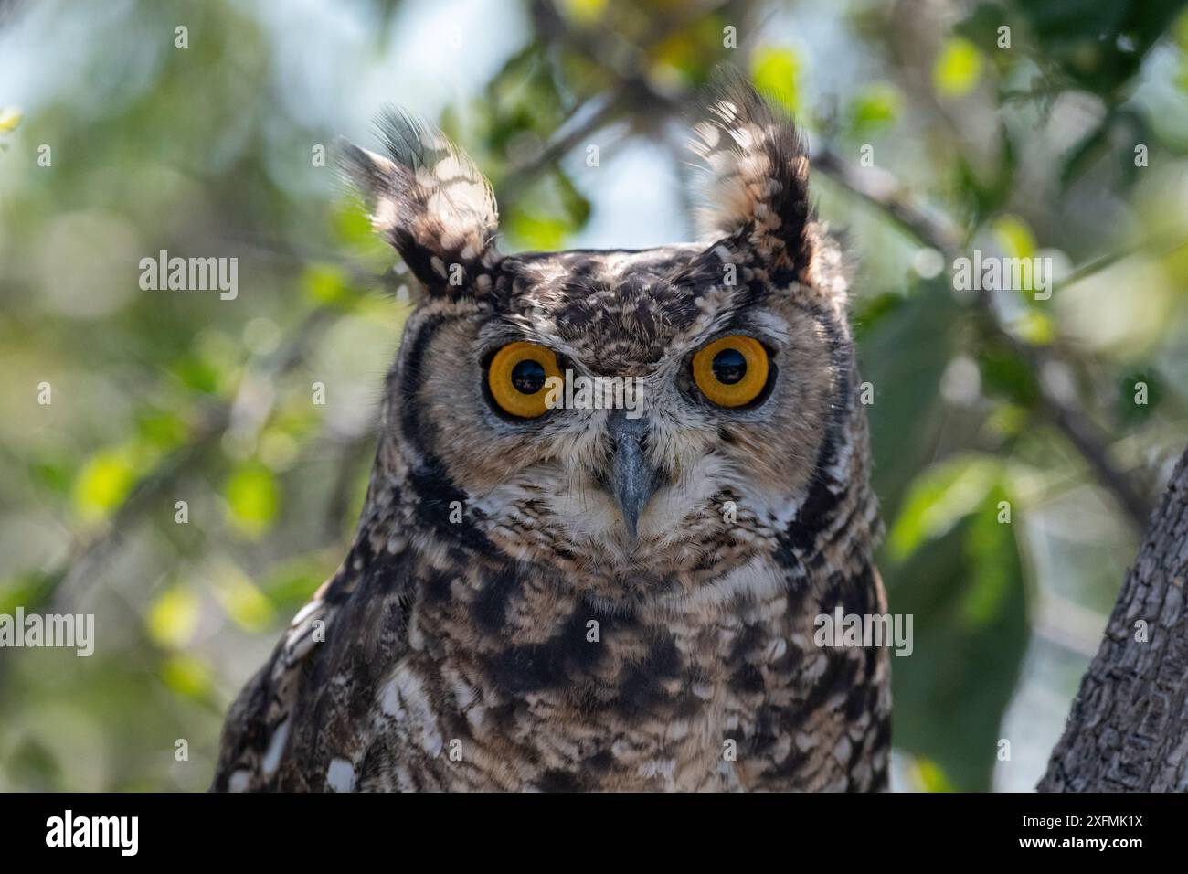 African spotted eagle owl Stock Photo - Alamy