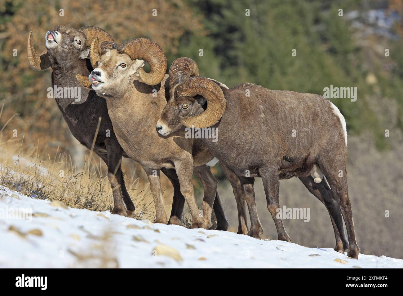 Rocky mountain bighorn sheep (Ovis canadensis canadensis) males in ...