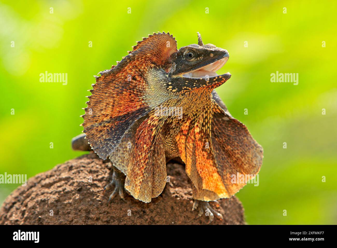 Frilled lizard displaying hi-res stock photography and images - Alamy