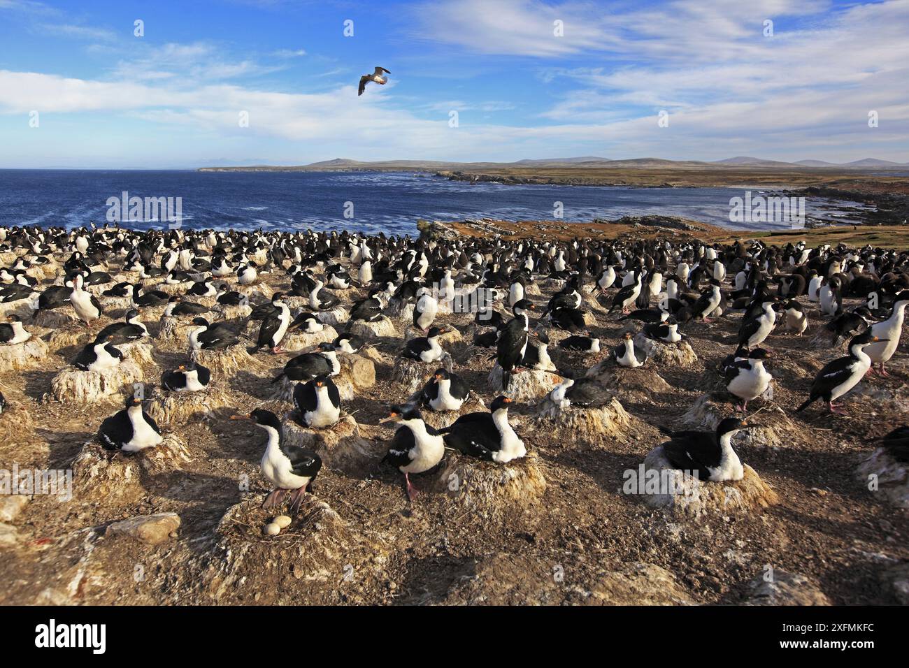White bellied shag (Leucocarbo atriceps albiventer), nesting colony on ...