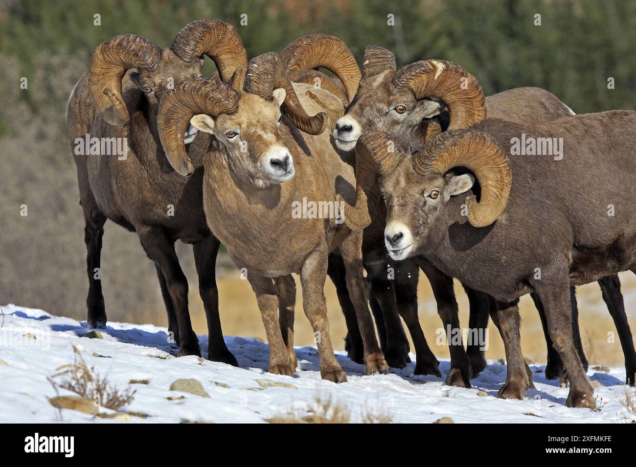 Rocky mountain bighorn sheep (Ovis canadensis canadensis) group of ...