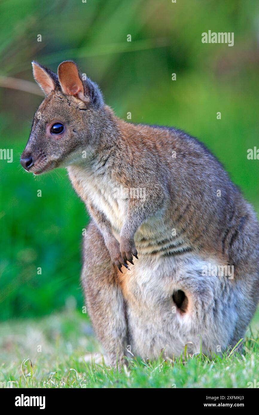 Red-necked pademelon (Thylogale thetis) female, Queensland, Australia ...