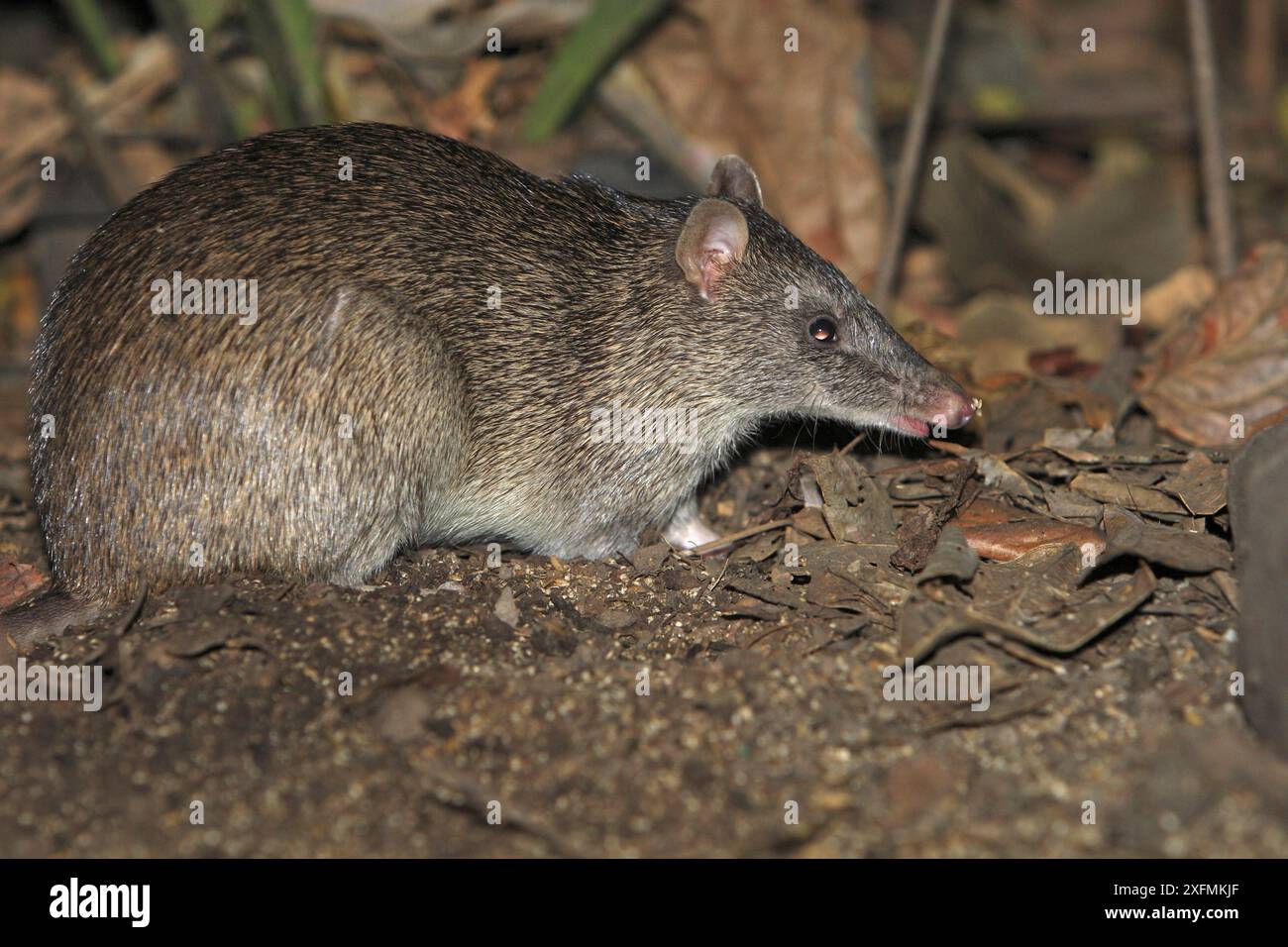 Northern brown bandicoot (Isoodon macrourus), at night, Queensland ...