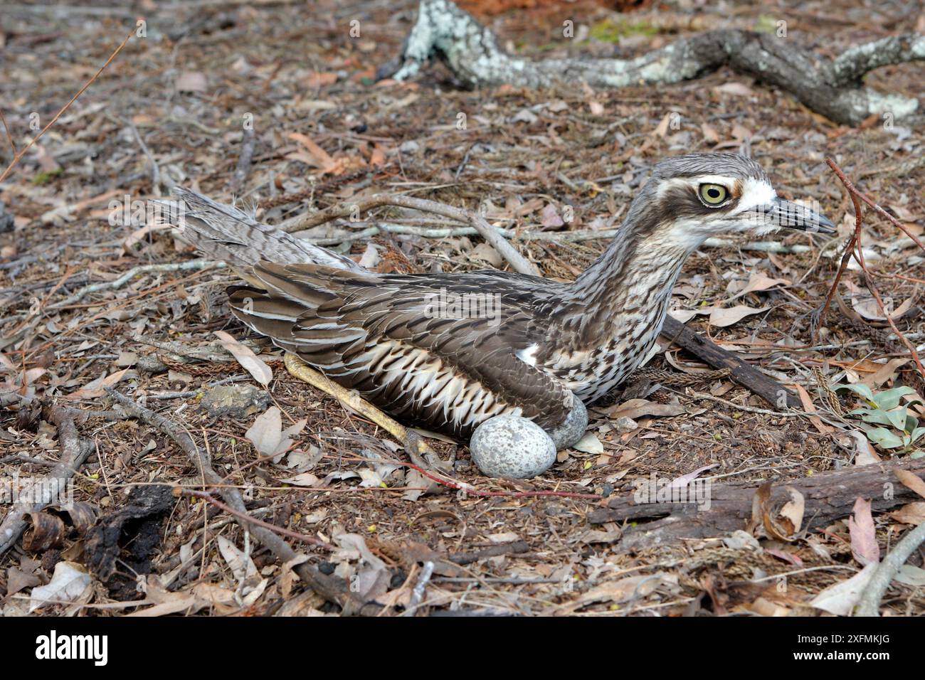 Bush stone-curlew (Burhinus grallarius) on the nest, Queensland ...