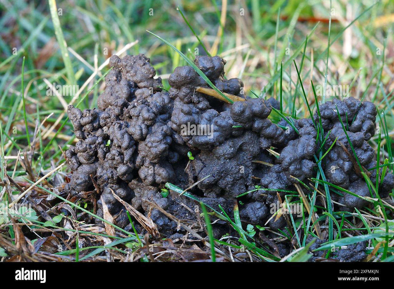 Azur excrement faeces feces european french scat invertebrate ...