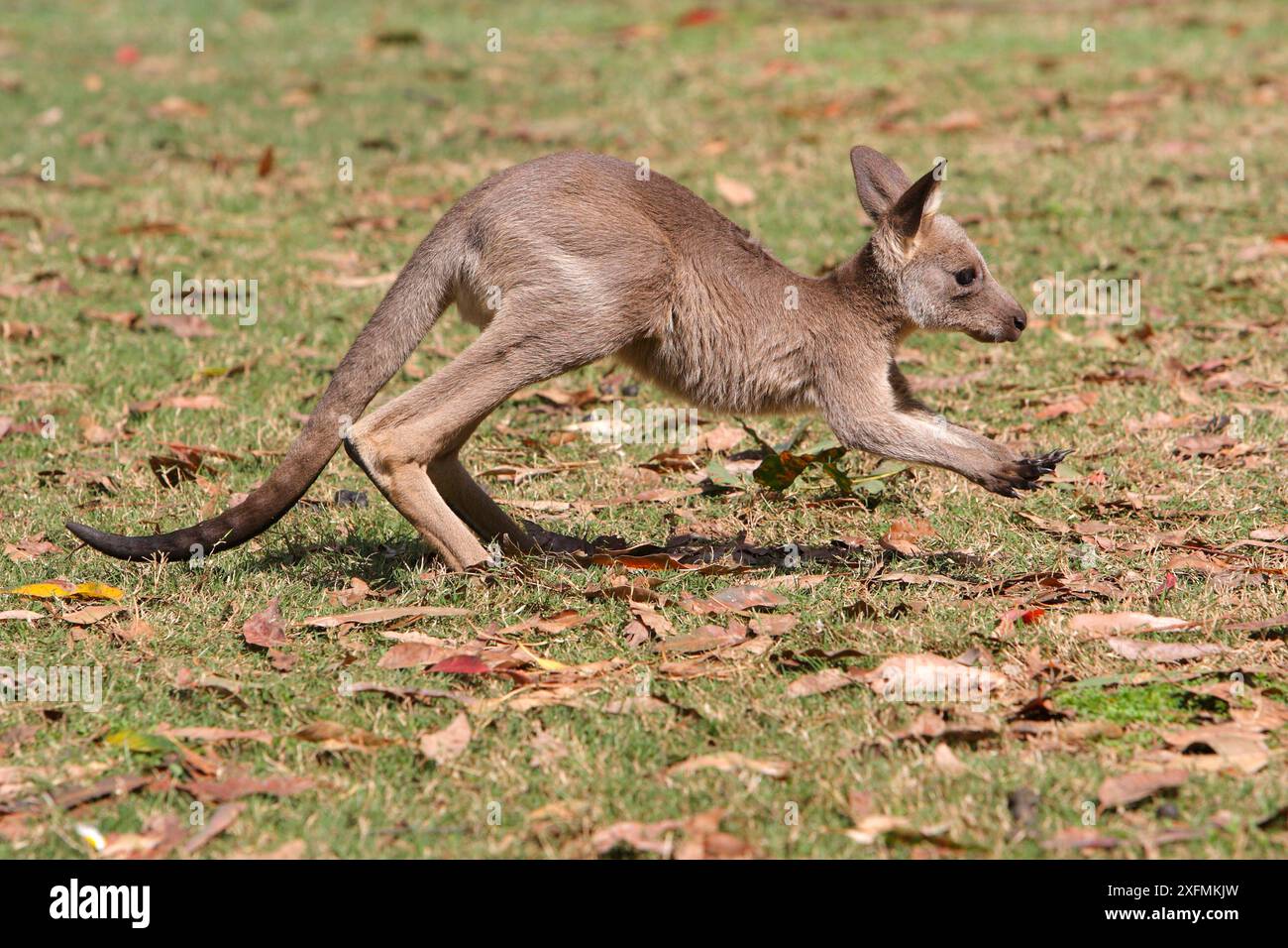 Kangaroo running hi-res stock photography and images - Alamy