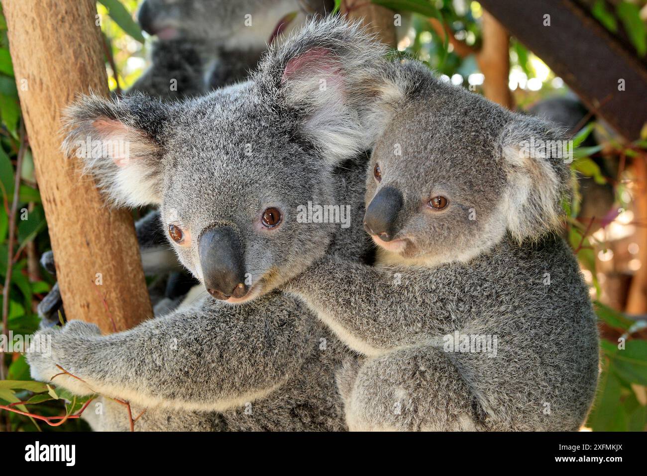 Koala (Phascolarctos cinereus), female and baby, captive, Queensland ...