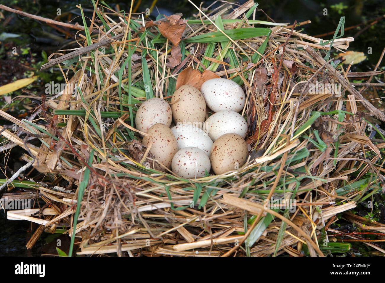 Common moorhen (Gallinula chloropus) nest with eight eggs, Alsace ...