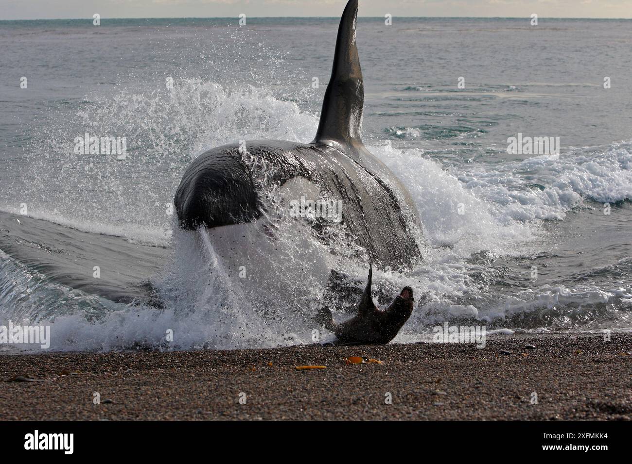 Killer whale (Orcinus orca) male named Mel attacking young South ...