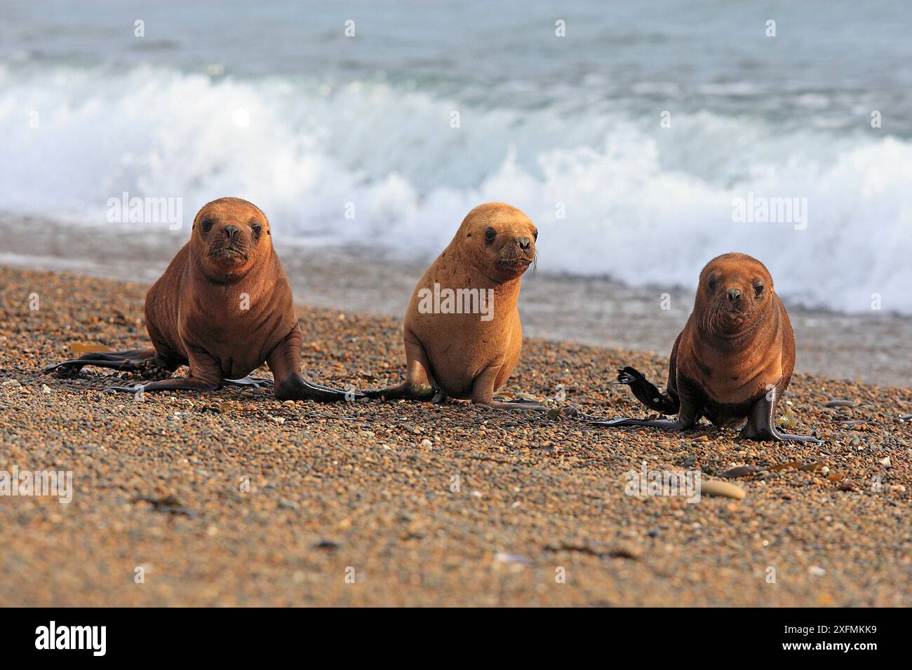 South American Sea Lion Otaria Flavescens Pups On Beach Punta Norte