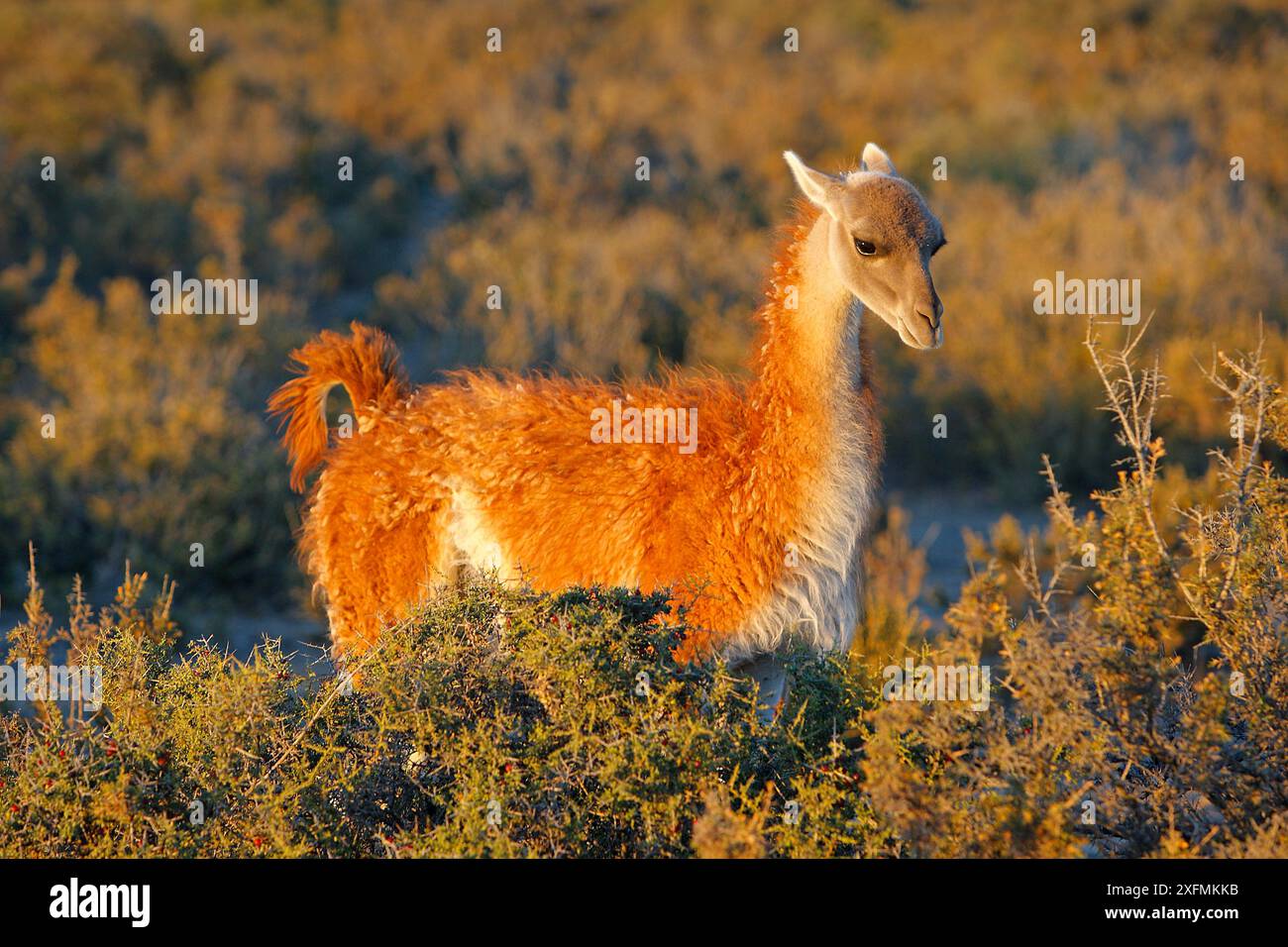 Guanaco (Lama guanicoe), Punta Norte, Peninsula Valdes, Argentina Stock ...