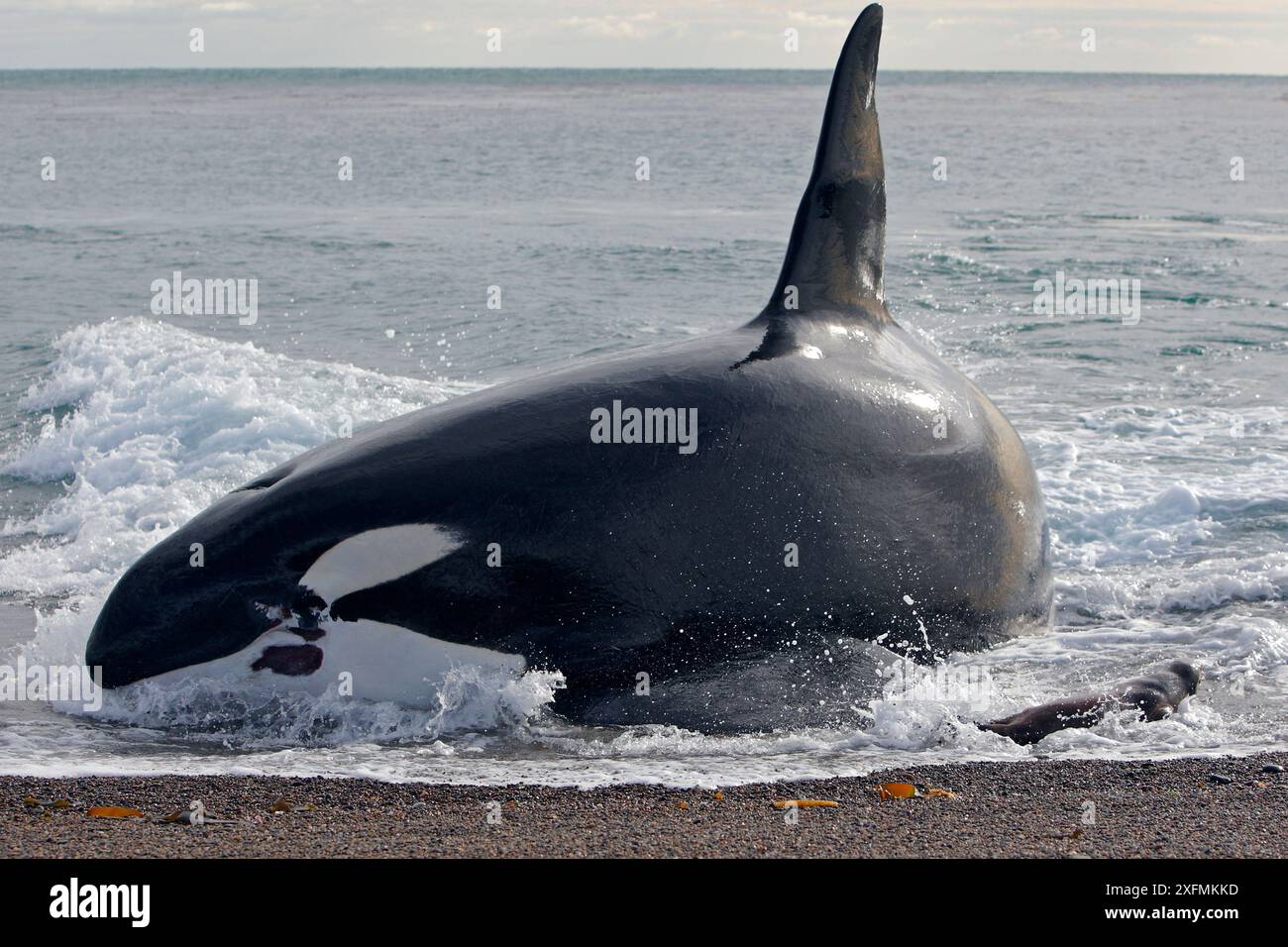 Killer whale (Orcinus orca) male named Mel attacking young South ...
