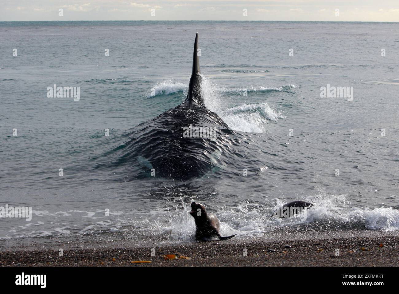 Killer whale (Orcinus orca) male named Mel attacking young South ...