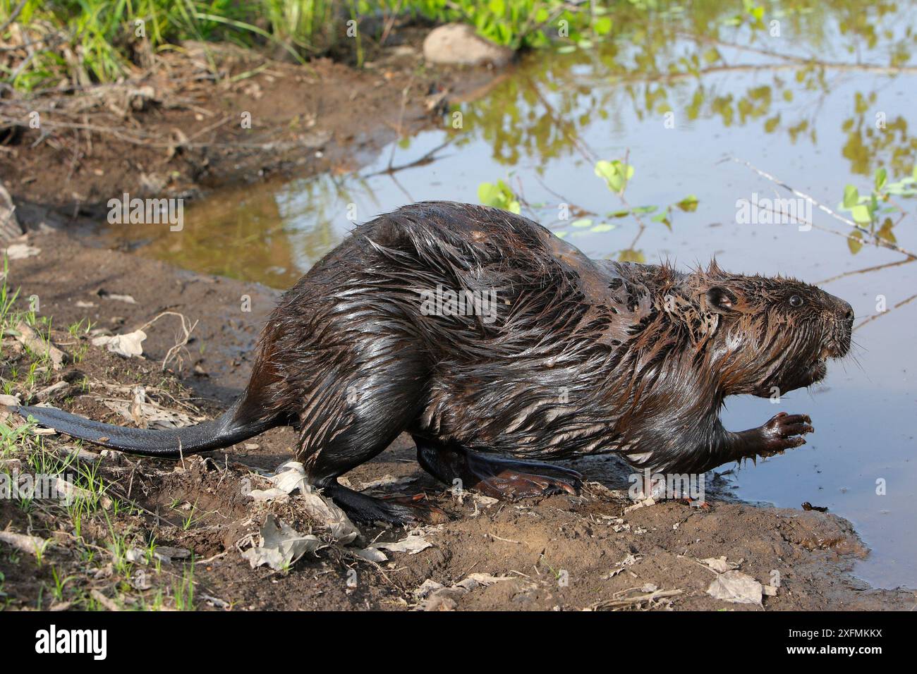 Beaver castor fiber in a pond hi-res stock photography and images - Alamy