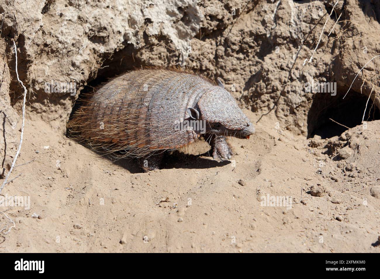 Armadillo burrow hi-res stock photography and images - Alamy