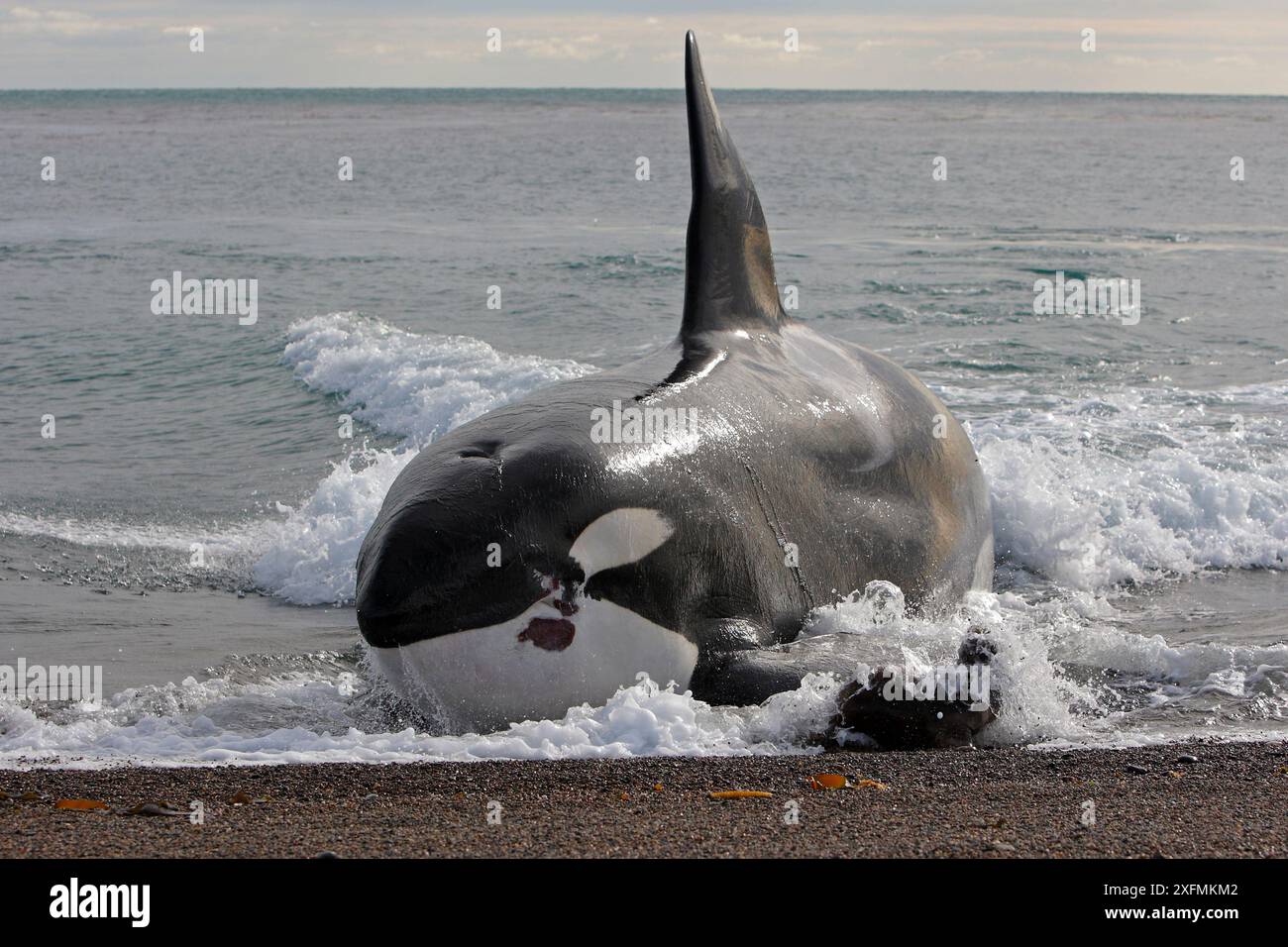 Killer whale (Orcinus orca) male named Mel attacking young South ...
