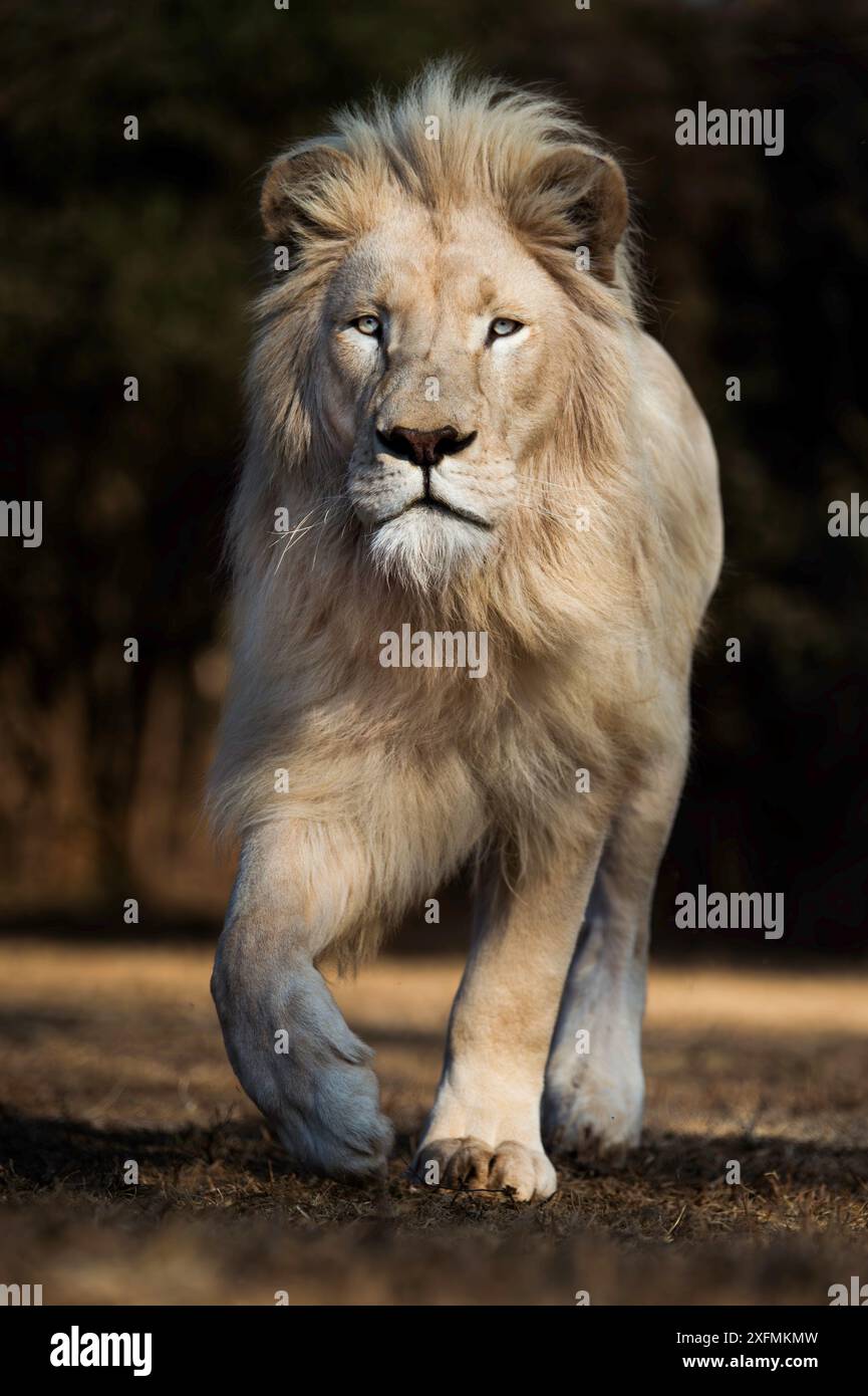 White lion in the Timbavati, South Africa Stock Photo - Alamy