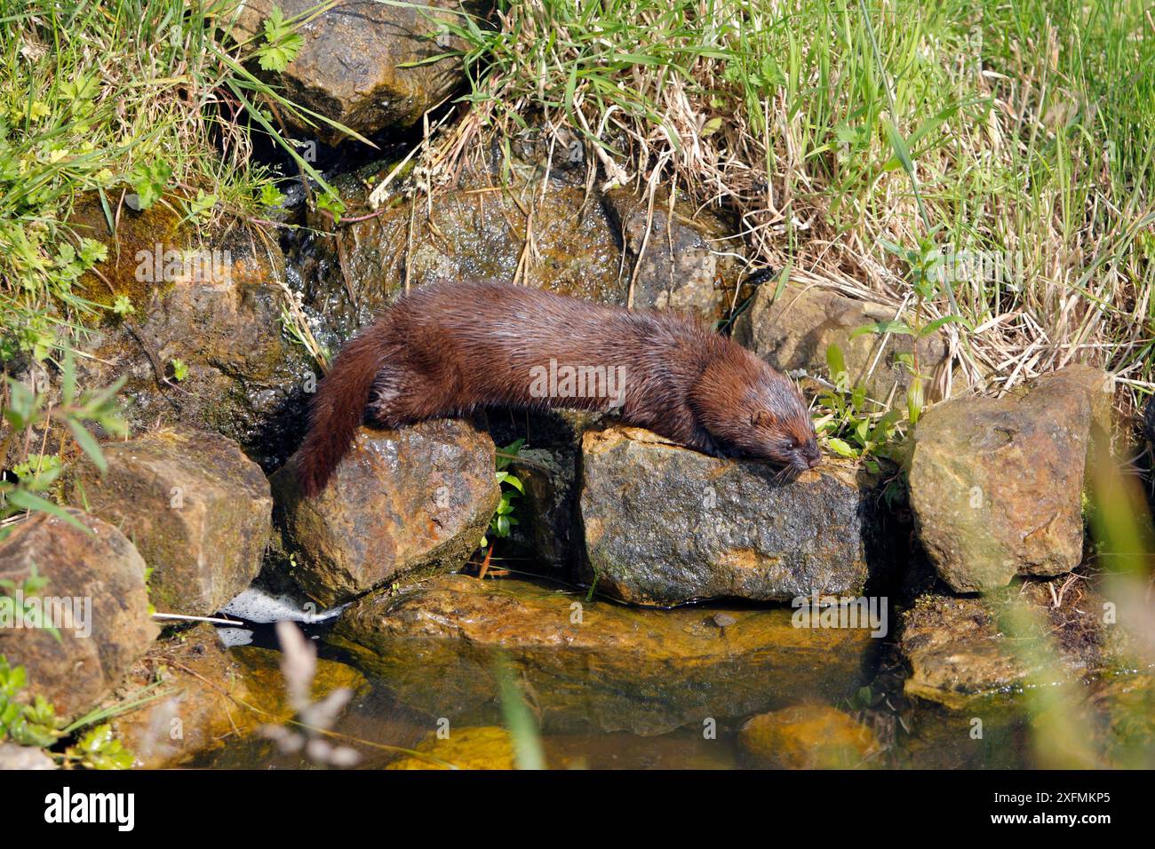 European mink (Mustela lutreola) walking by water, England, UK, June ...