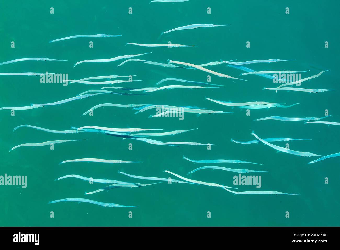 Garfish / Sea needle (Belone belone), Eastern island, Midway Atoll ...