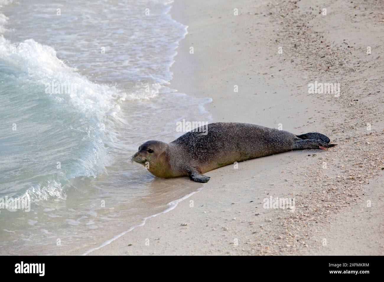 Hawaiian monk seal (Neomonachus schauinslandi), Eastern island, Midway ...