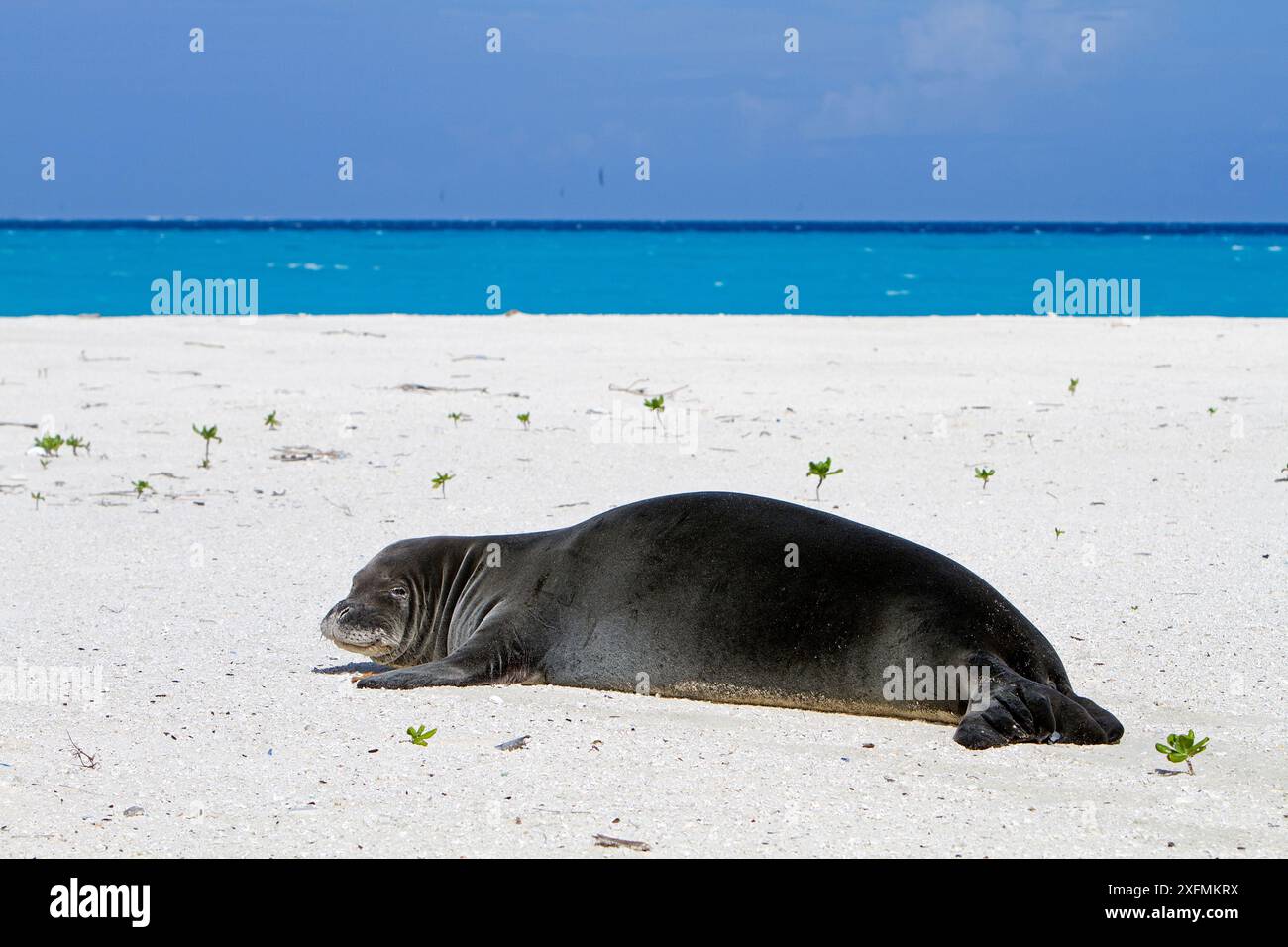 Hawaiian monk seal (Neomonachus schauinslandi) Eastern island, Midway ...