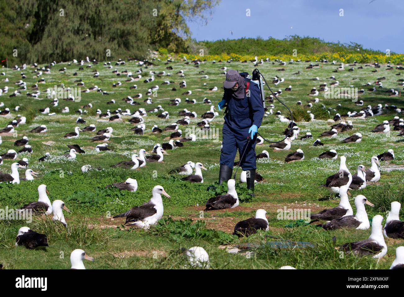 Man treating invasive plant with herbicide around Laysan abatross ...