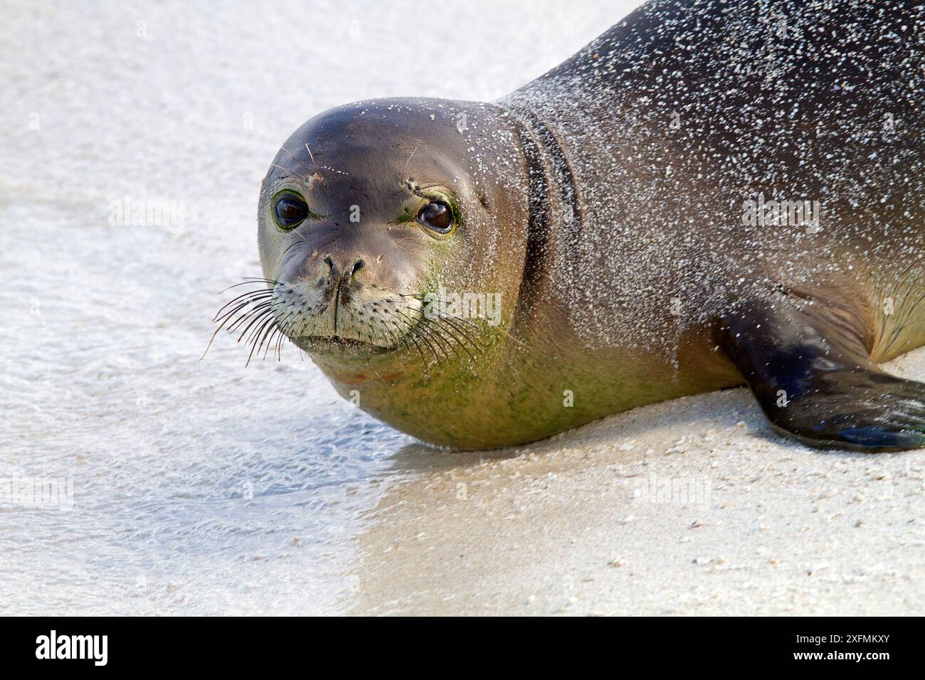 Hawaiian monk seal (Neomonachus schauinslandi), is an endangered ...