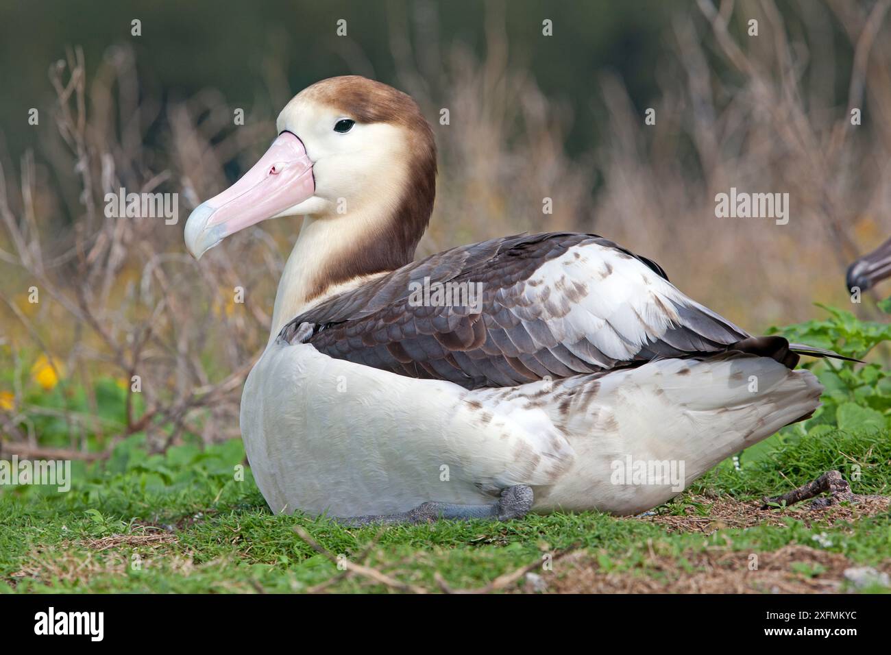 Short-tailed albatross (Phoebastria albatrus), immature, Sand island ...