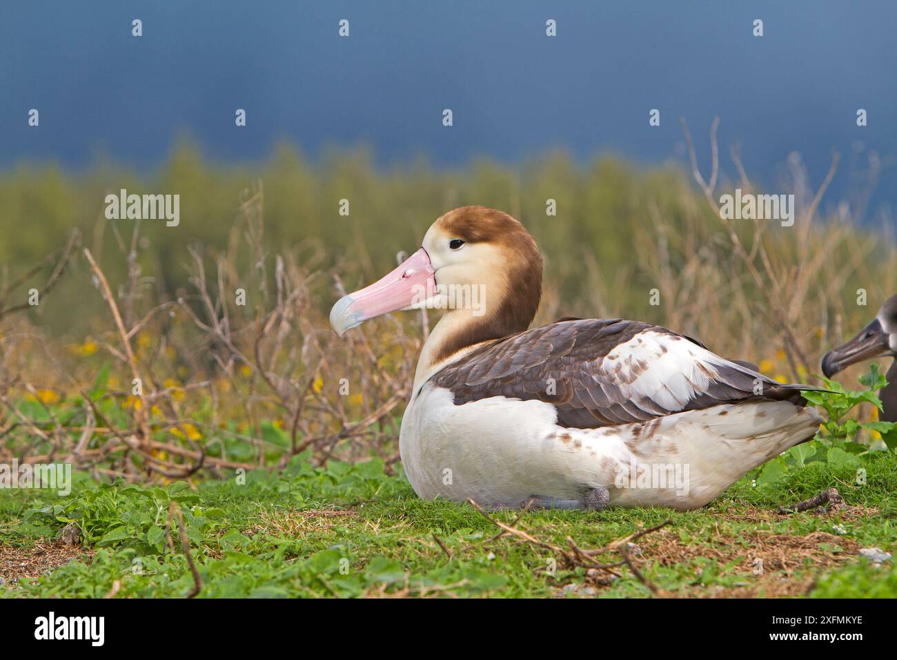 Short-tailed albatross (Phoebastria albatrus), immature, Sand island ...