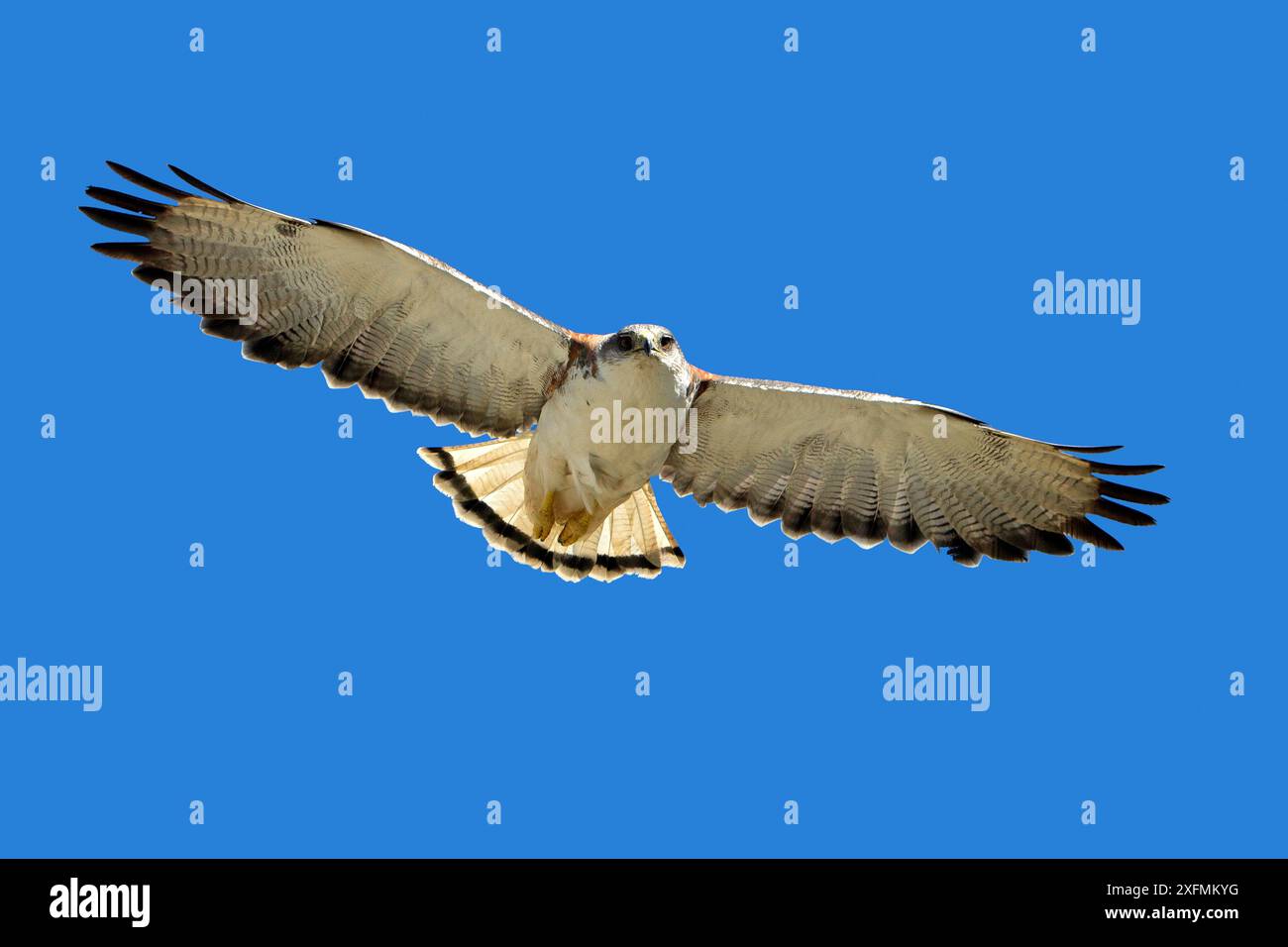 Variable hawk (Buteo polyosoma) male in flight, Pebble Island, Falkland ...