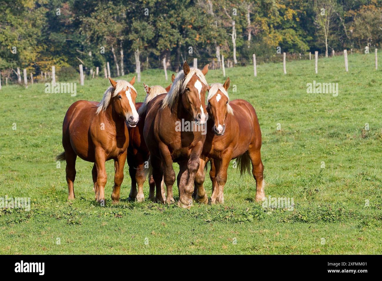 Domestic horse hi-res stock photography and images - Alamy