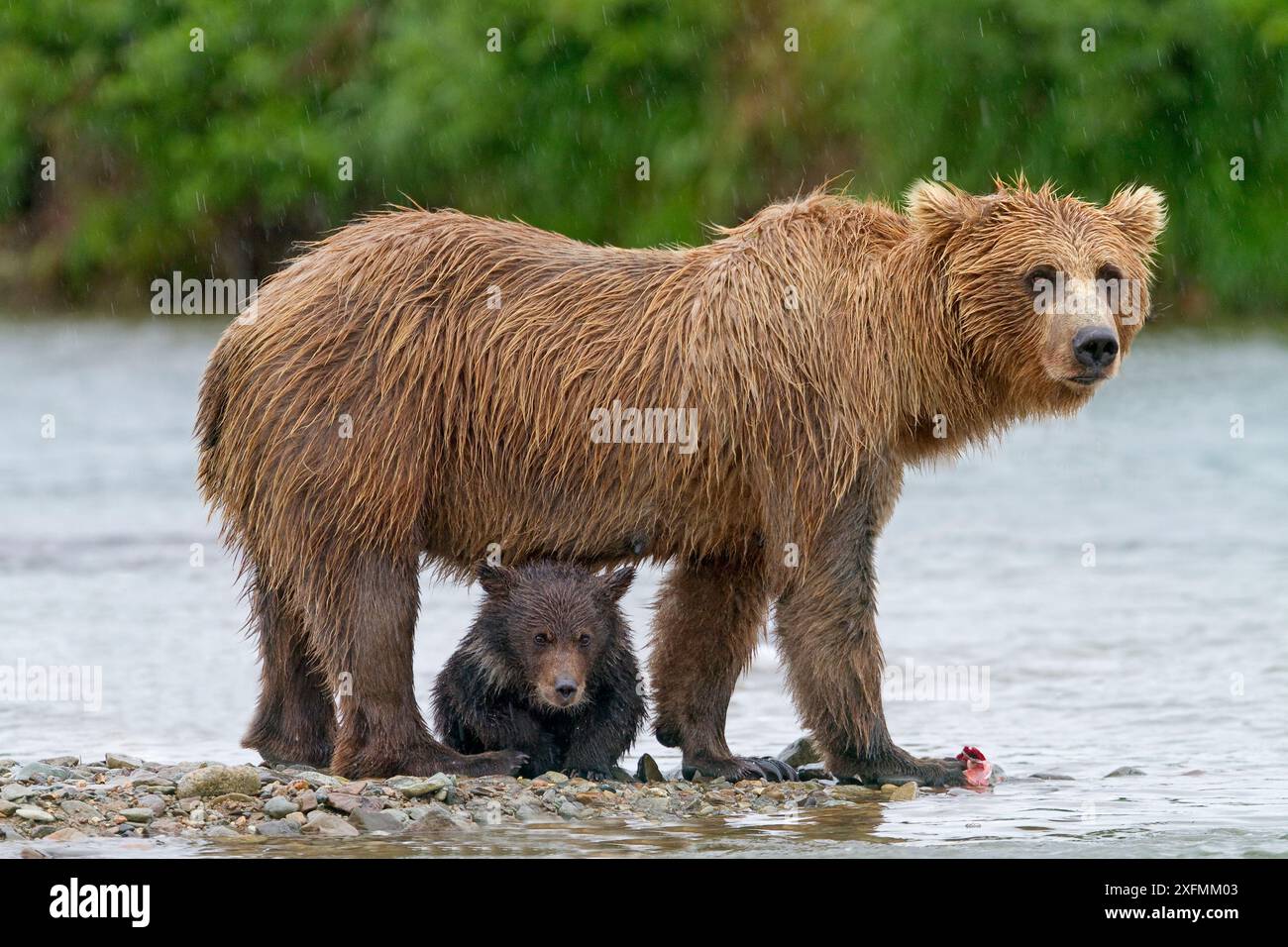 Grizzly bear (Ursus arctos horribilis) cub sheltering from rain under ...
