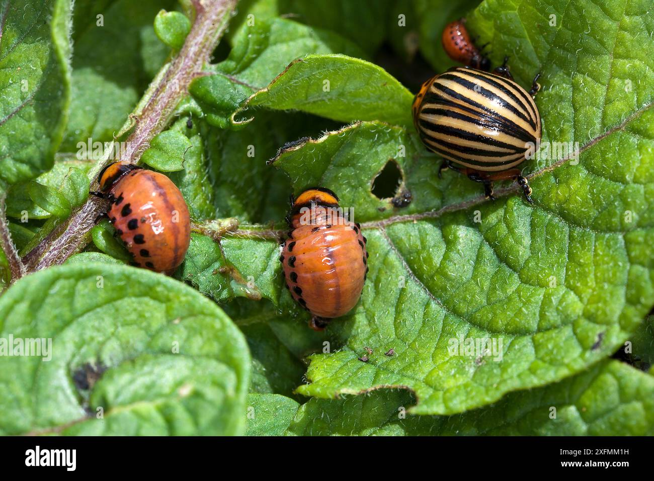 Colorado potato Beetle (Leptinotarsa decemlineata) ,adult and larvae on ...