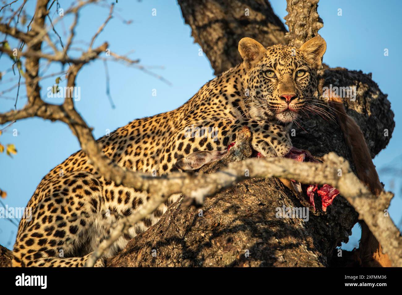 Leopard with kill watching baboons Stock Photo - Alamy