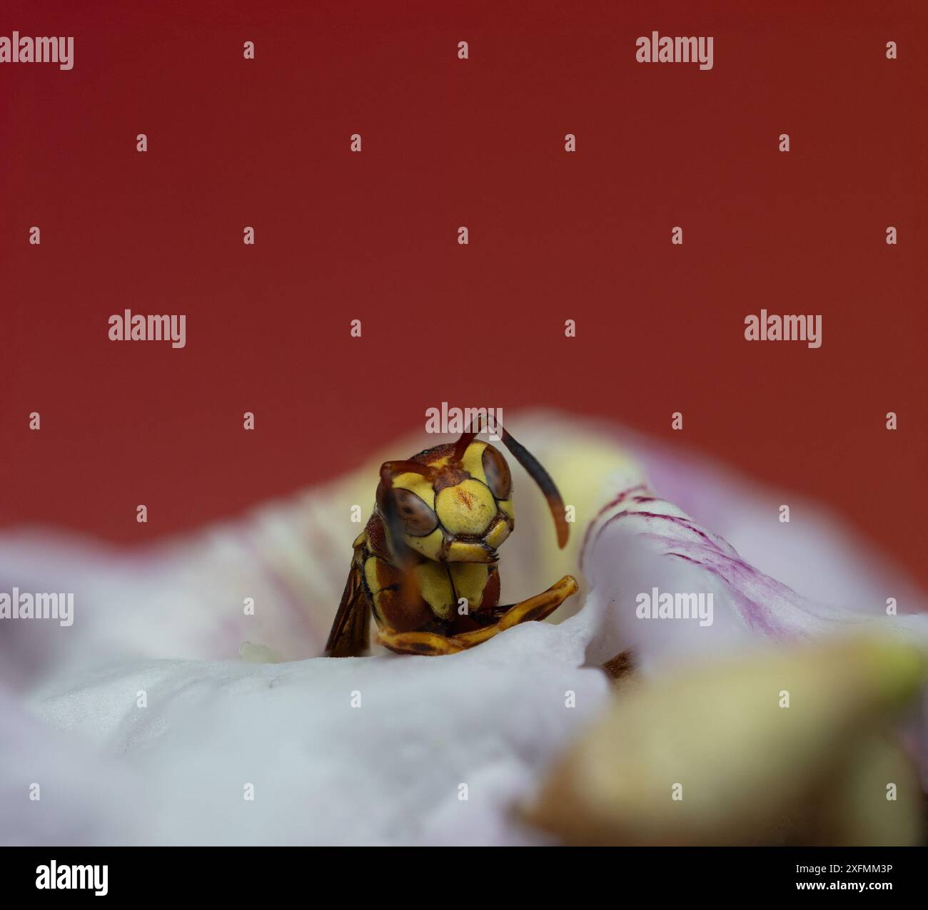 Apache Wasp (Polistes apachus Stock Photo - Alamy