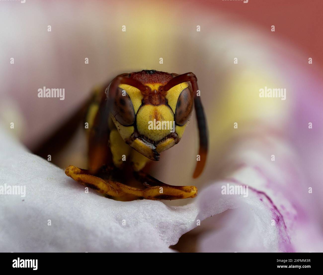 Apache Wasp (Polistes apachus Stock Photo - Alamy