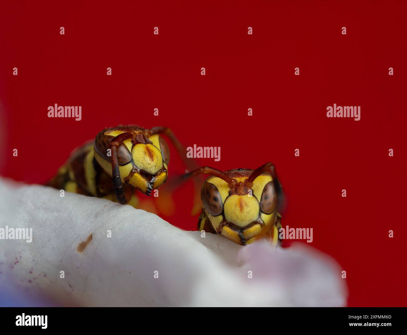 Apache Wasp (Polistes apachus Stock Photo - Alamy