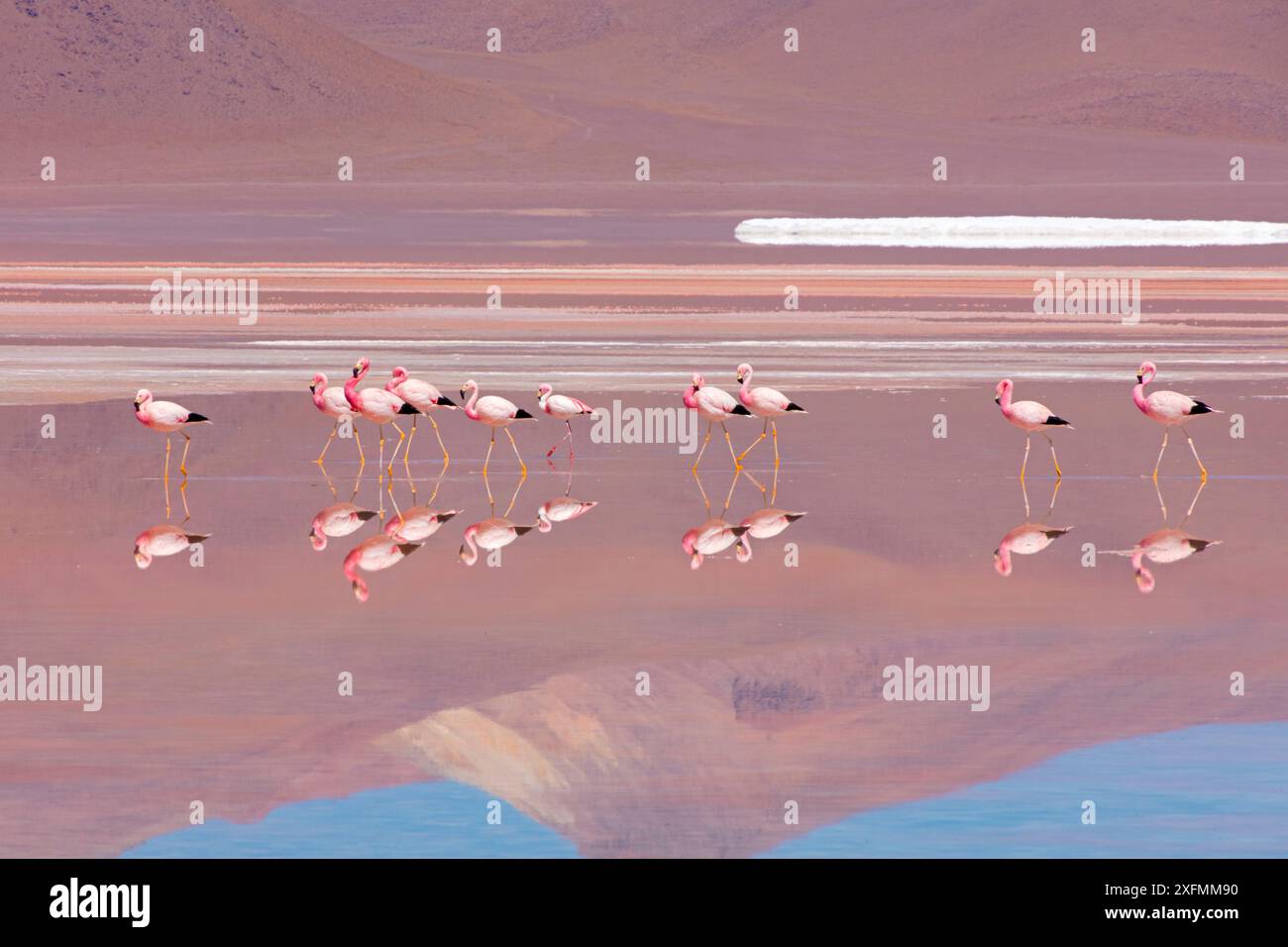 Andean Flamingos (Phoenicopterus andinus), Laguna Colorada, Bolivia ...