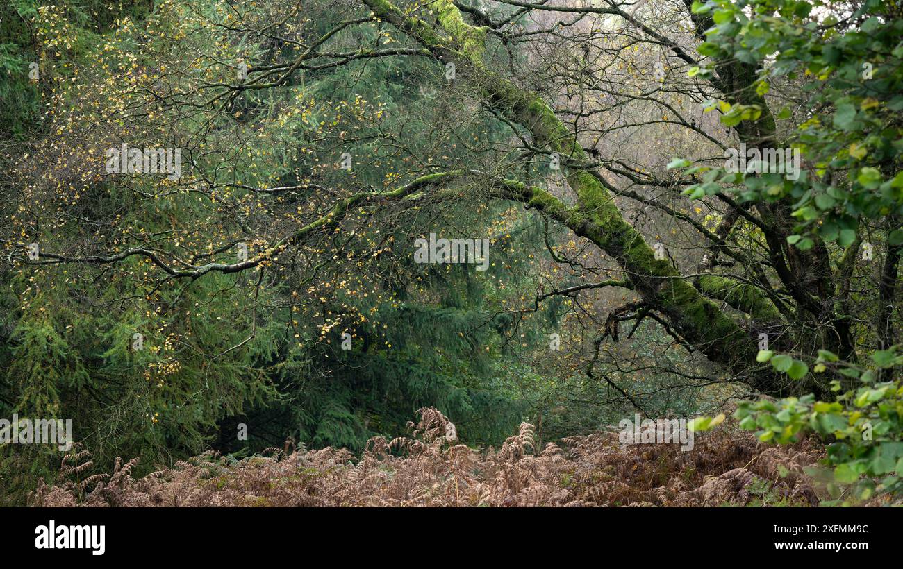 Mixed woodland at Mortimer Forest, Ludlow, Shropshire, UK Stock Photo ...