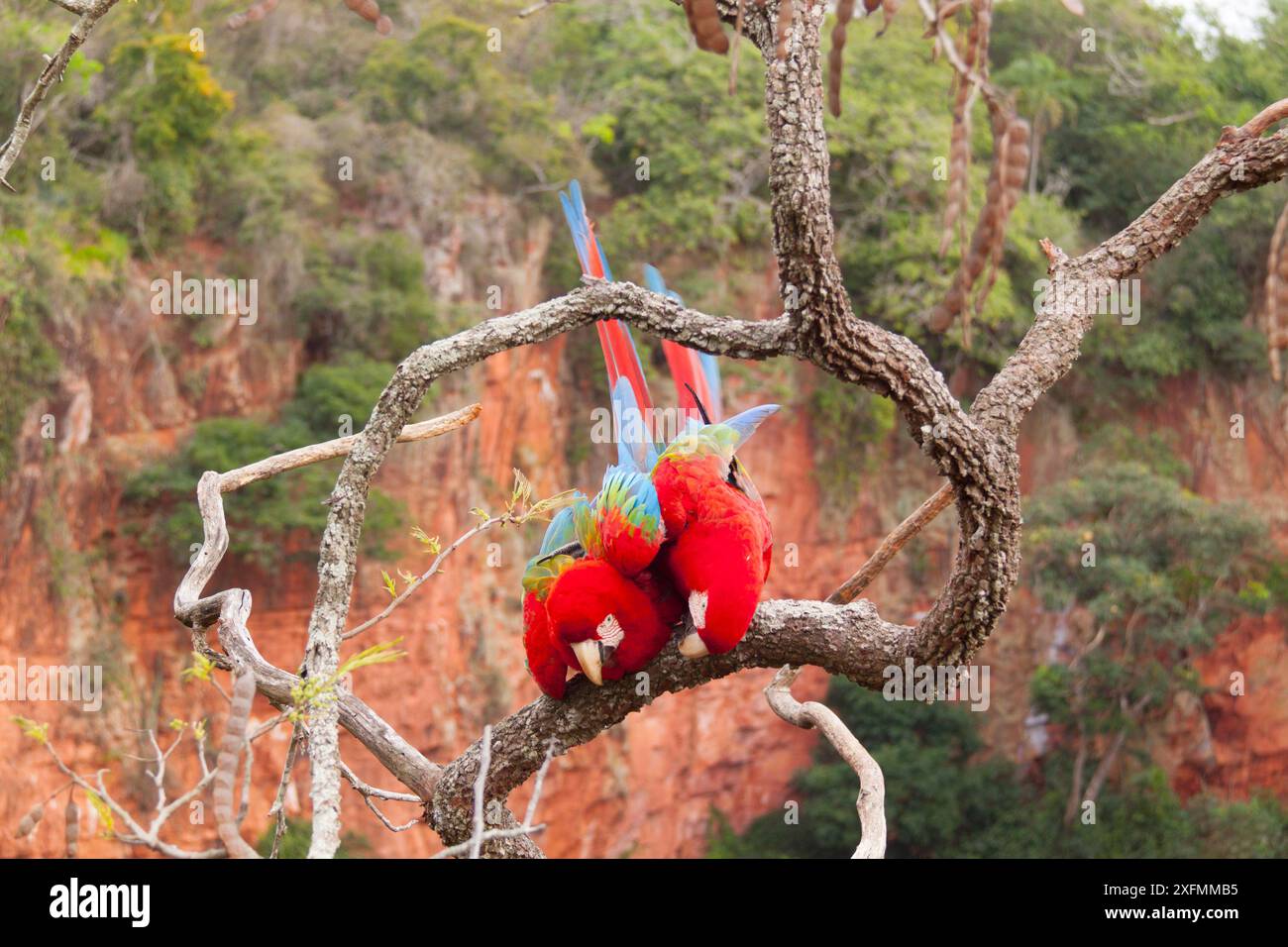 Green-winged Macaws (Ara chloroptera) mating, Brazil. South America ...