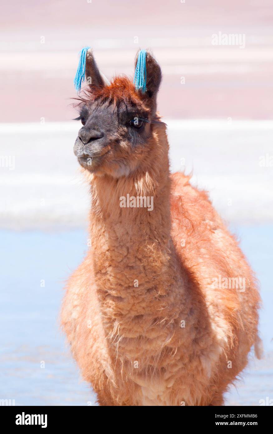 Brightly mammals hi-res stock photography and images - Alamy