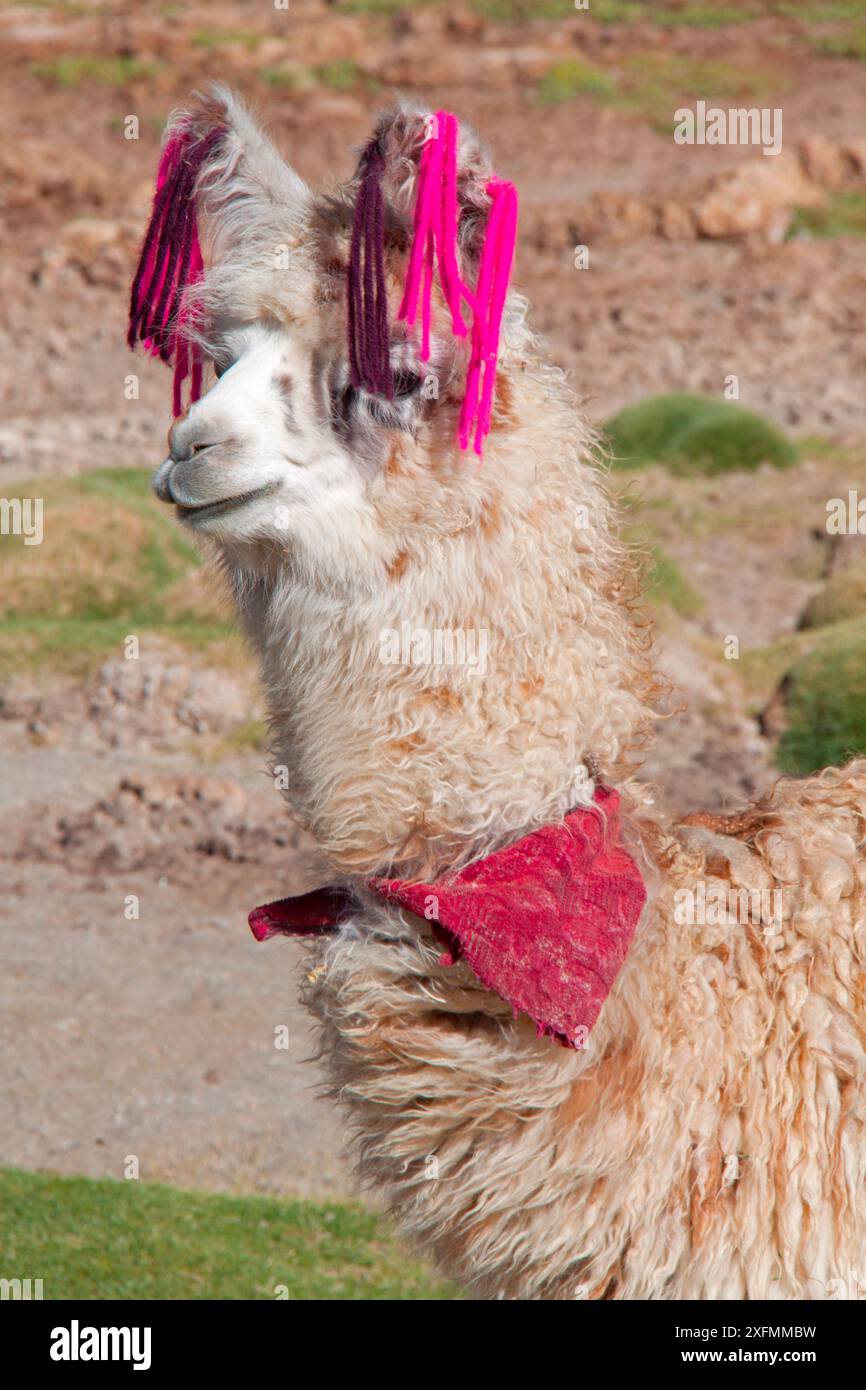 Brightly mammals hi-res stock photography and images - Alamy