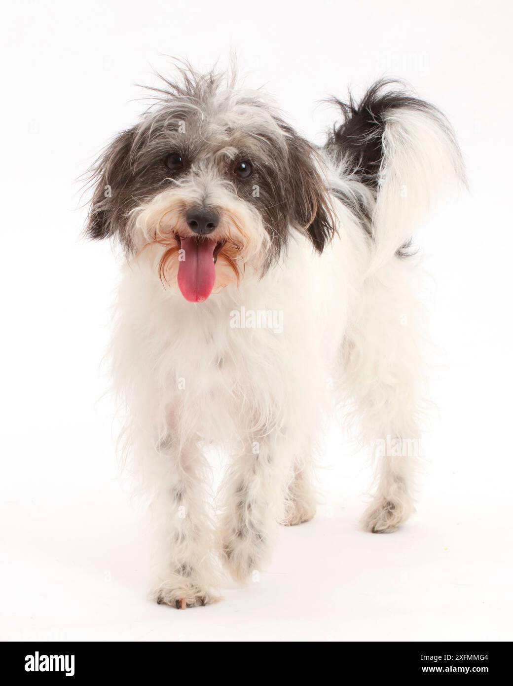 Black-and-white Jackapoo dog Stock Photo - Alamy
