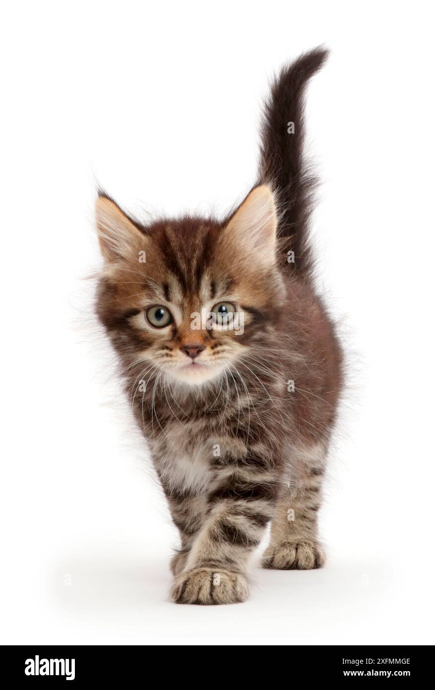 Persian cross hi-res stock photography and images - Alamy