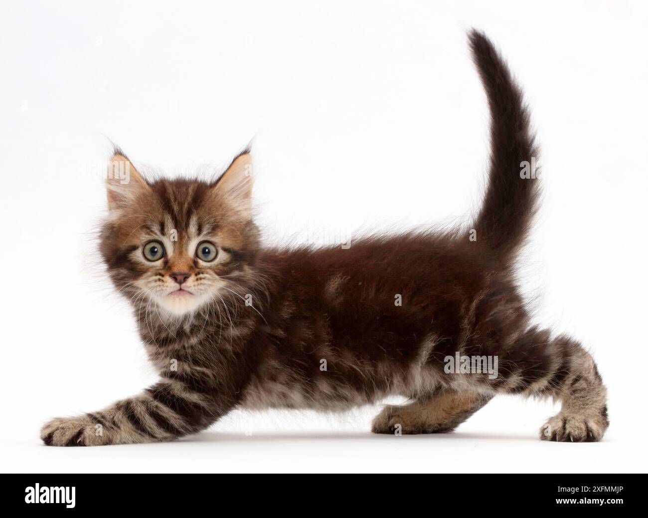 Looking startled hi-res stock photography and images - Alamy