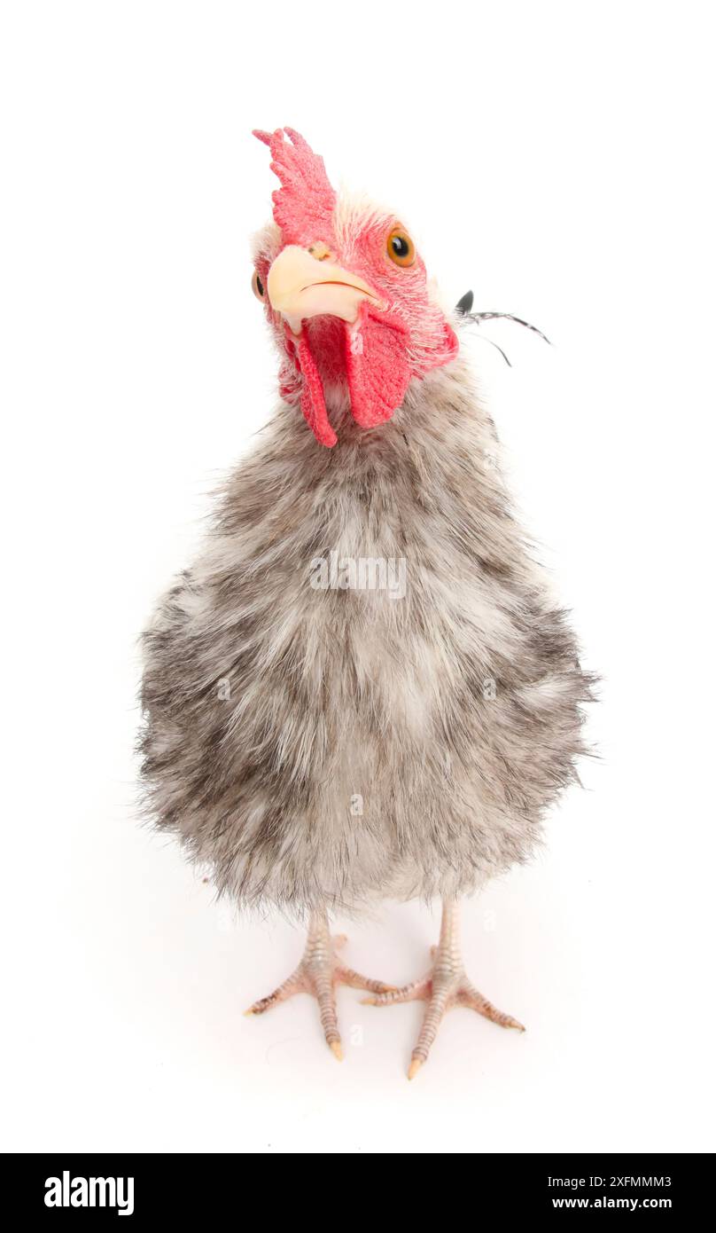 Serama chicken hi-res stock photography and images - Alamy