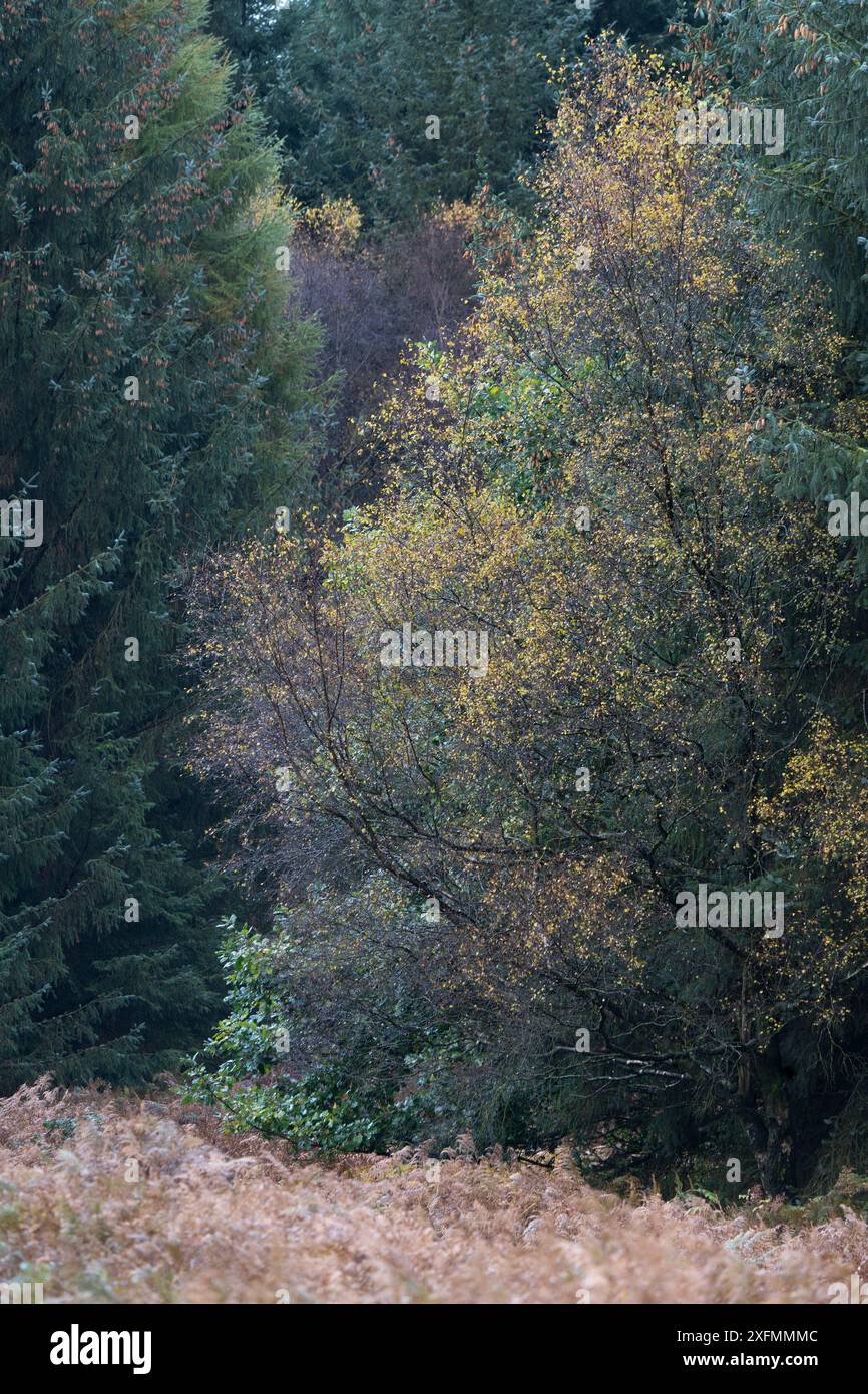 Mixed woodland at Mortimer Forest, Ludlow, Shropshire, UK Stock Photo ...